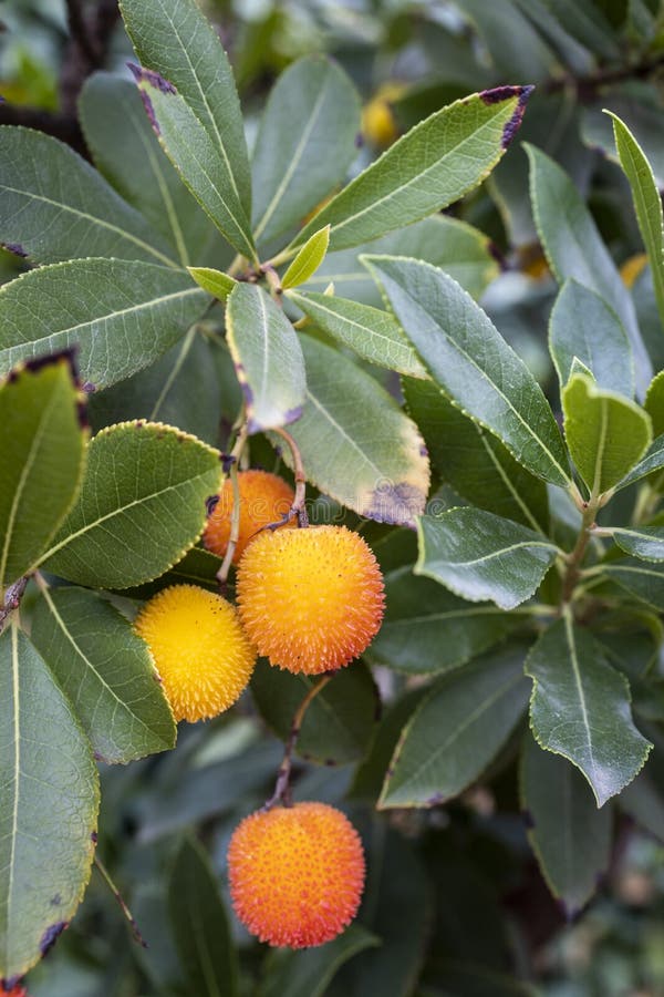 Branches of a Strawberry Tree with Ripe Fruit Stock Image - Image of ...