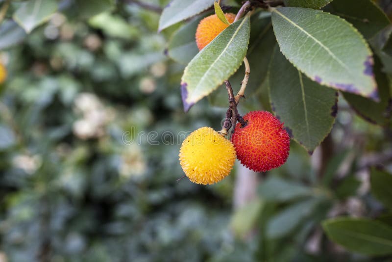 Branches of a Strawberry Tree with Ripe Fruit Stock Photo - Image of ...
