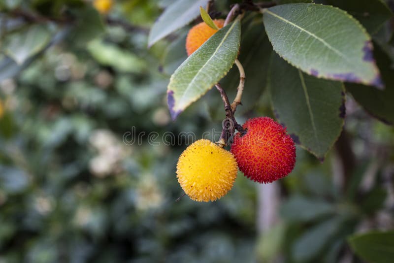 Branches of a Strawberry Tree with Ripe Fruit Stock Image - Image of ...