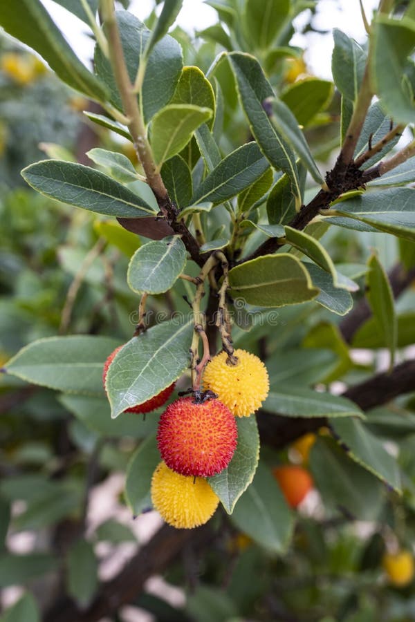 Branches of a Strawberry Tree with Ripe Fruit Stock Photo - Image of ...