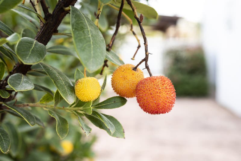 Branches of a Strawberry Tree with Ripe Fruit Stock Photo - Image of ...