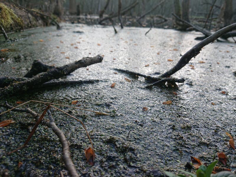 5,231 Dirty Swamp Photos - Free & Royalty-Free Stock Photos from ...