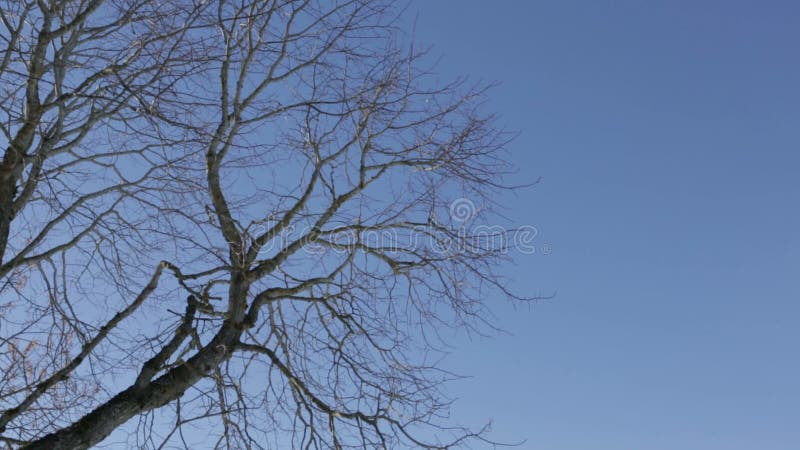 Branches Swaying in the Wind in the Winter Stock Footage - Video of ...