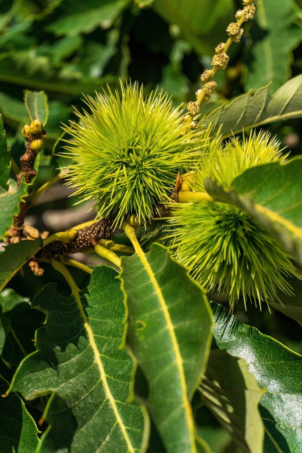 Branches of Sweet Edible Chestnut with Green Cupules Stock Photo ...
