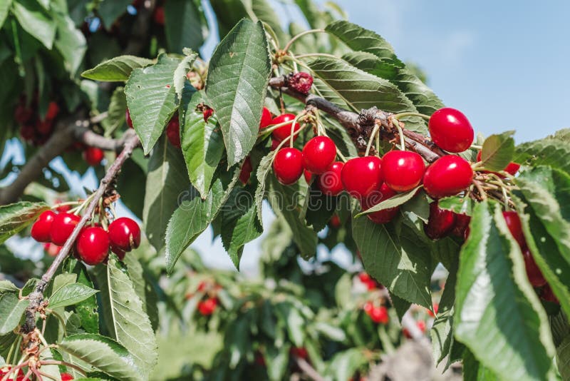 Branches with Sweet Red Cherries and Green Leaves. Cherry Tree Stock ...