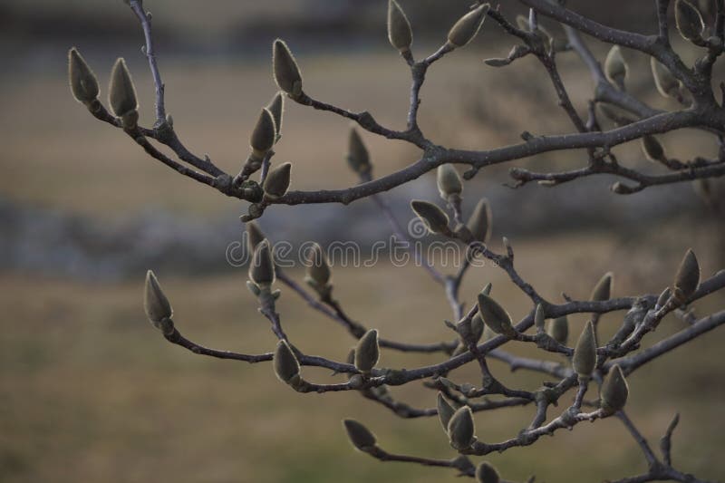 Branches Swollen Magnolia Buds Spring Blurred Background Stock Photos ...