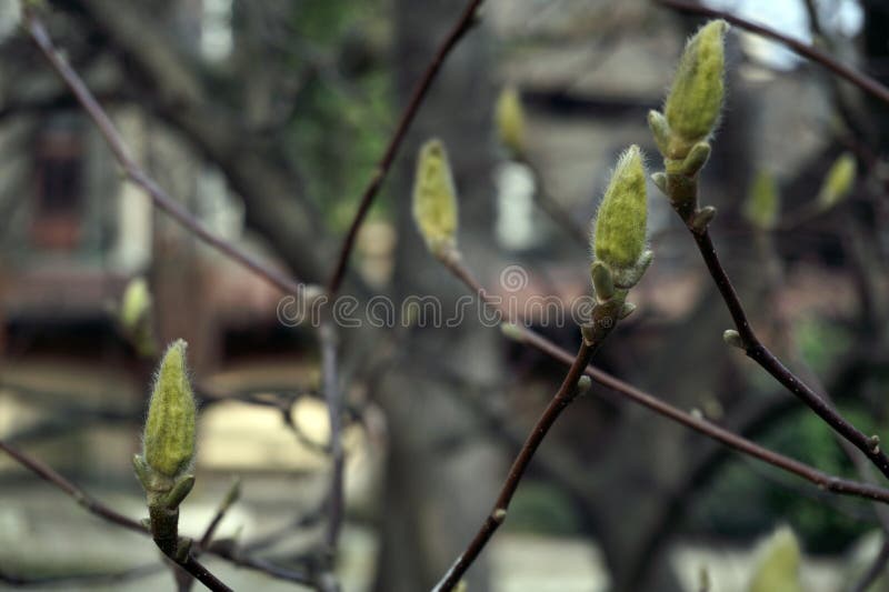 Branches Swollen Magnolia Buds Spring Blurred Background Stock Photos ...