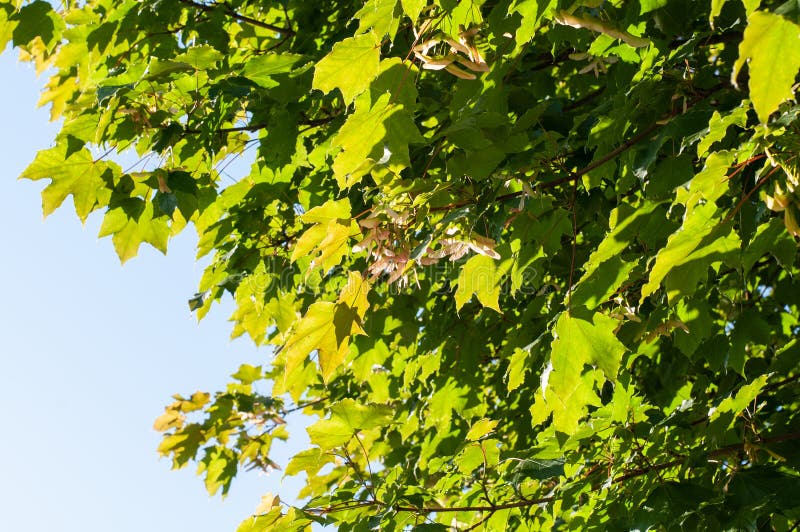 Branches of a Sycamore Maple Tree in Springtime Stock Photo - Image of ...