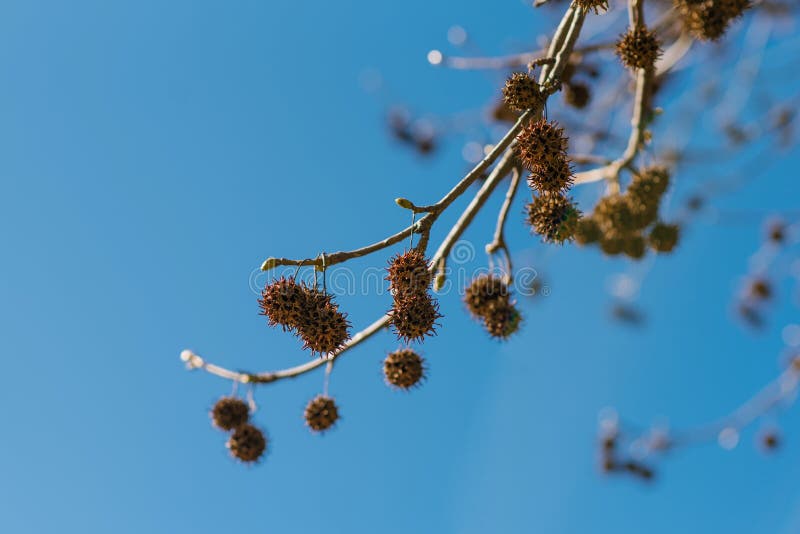 The Branches of a Sycamore Tree with Fruit on the Background of Clear ...