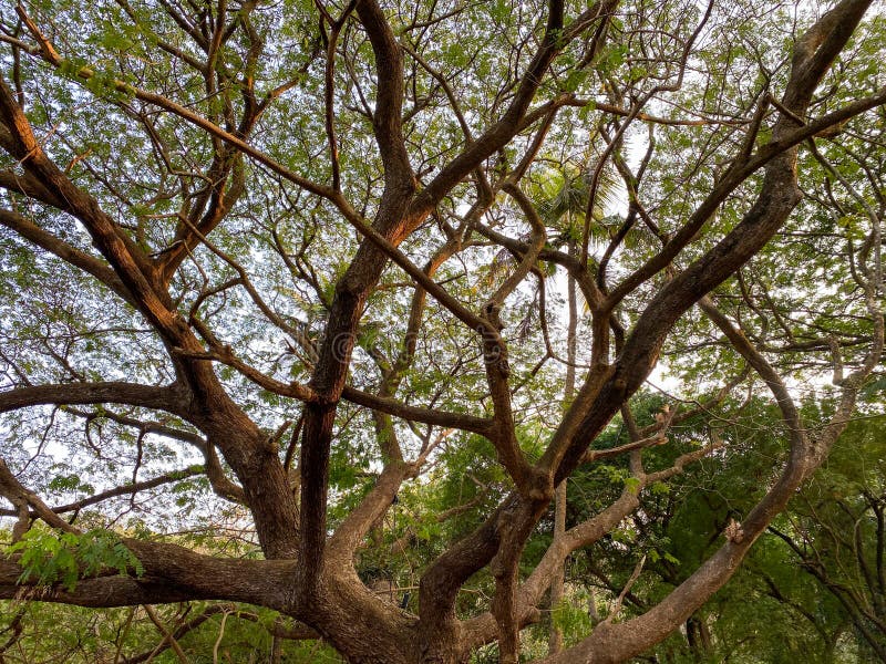 Branches of a Tall Rain Tree Growing Stock Photo - Image of colorful ...