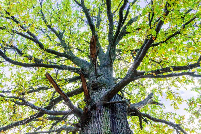 The Branches of a Tall Tree. Stock Image - Image of tree, tall: 79619241