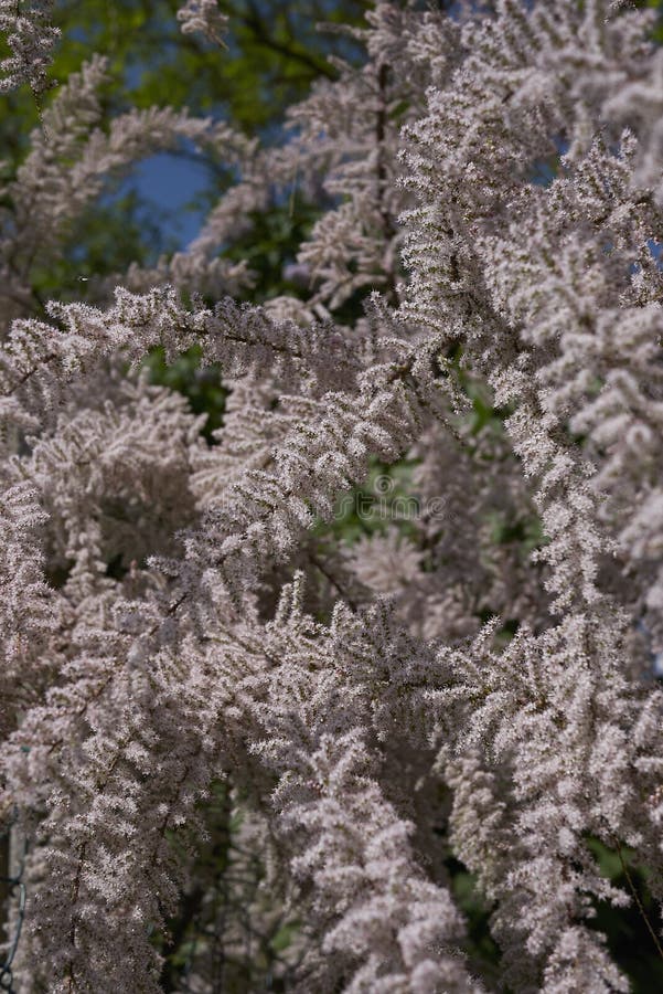 Pink Flowers of Tamarix Gallica Tree Stock Photo - Image of flower ...