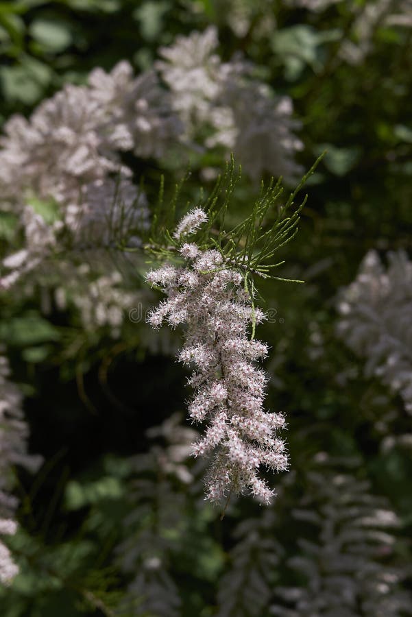 Pink Flowers of Tamarix Gallica Tree Stock Photo - Image of close ...