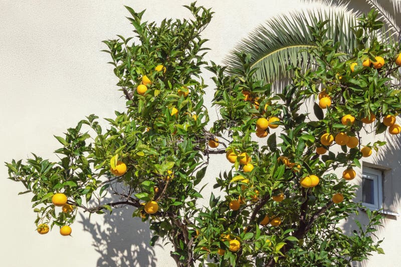 Branches of Tangerine Tree with Fruit Stock Photo - Image of color ...