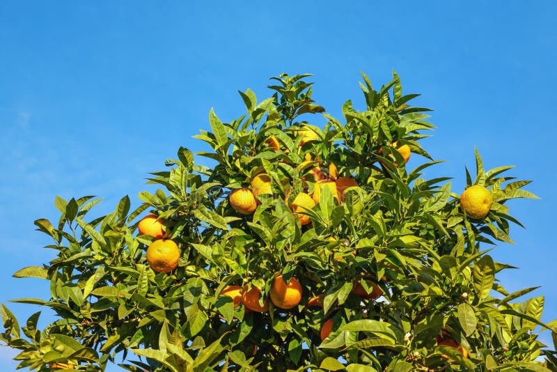 Branches of Tangerine Tree with Leaves and Fruit Stock Photo - Image of ...