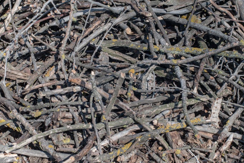 Branches texture stock photo. Image of plant, abstract - 149211448