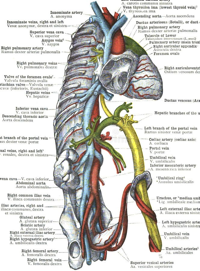 Branches of the Thoracic Aorta Anatomy Stock Photo - Image of veins ...