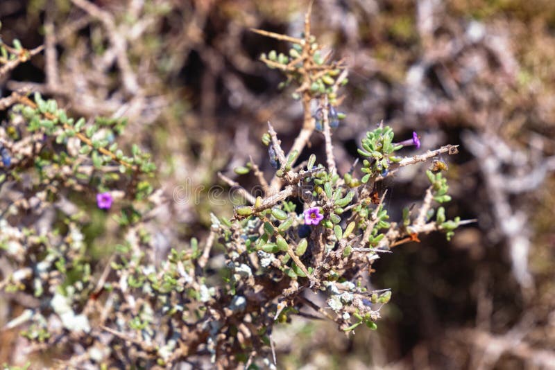 Branches with Thorns and Small Blossom Flowers in the Arid Climate of ...