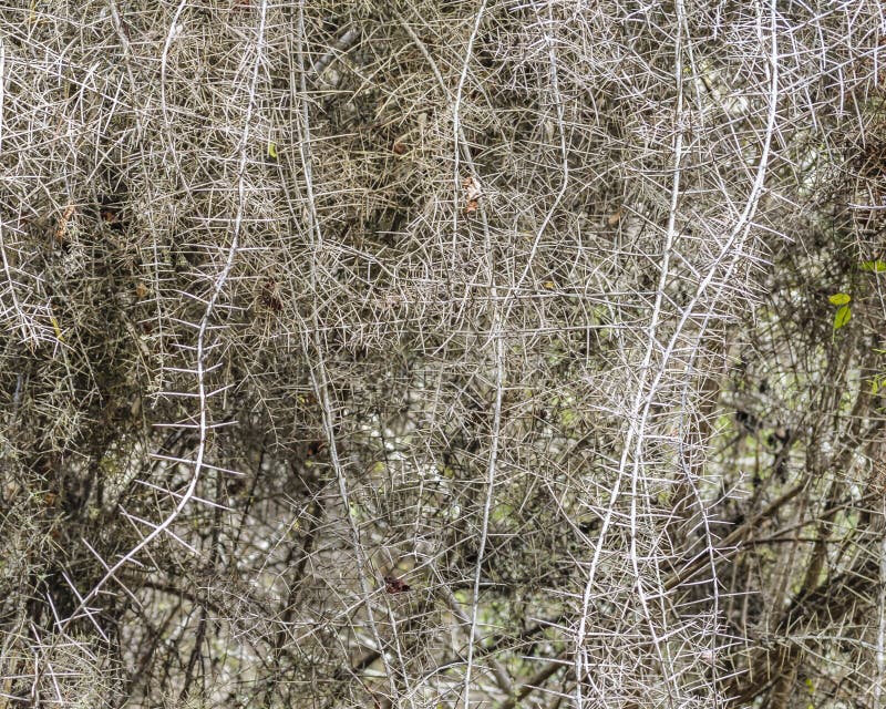 Branches with Thorns Texture Stock Photo - Image of tree, nature: 97813916