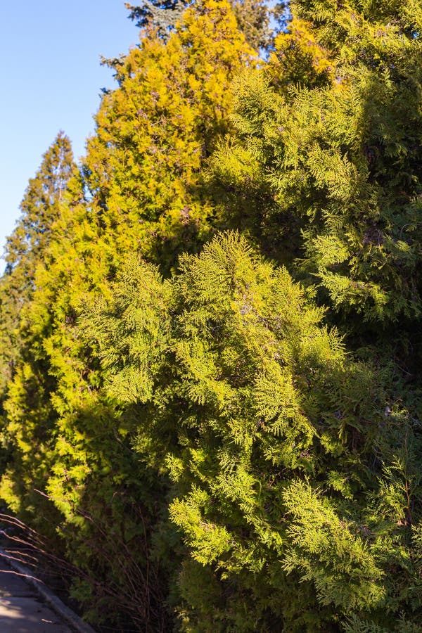 Branches of Thuja (Thuja Occidentalis Sunkist) in the Sun Stock Photo ...