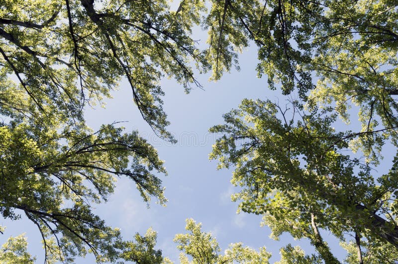 Branches from the Top of Various Trees Stock Photo - Image of ...