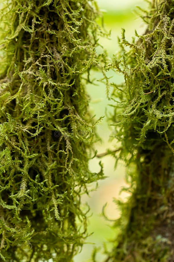 Branches Totally Covered by Green Moss Close Up Vertical Stock Image ...