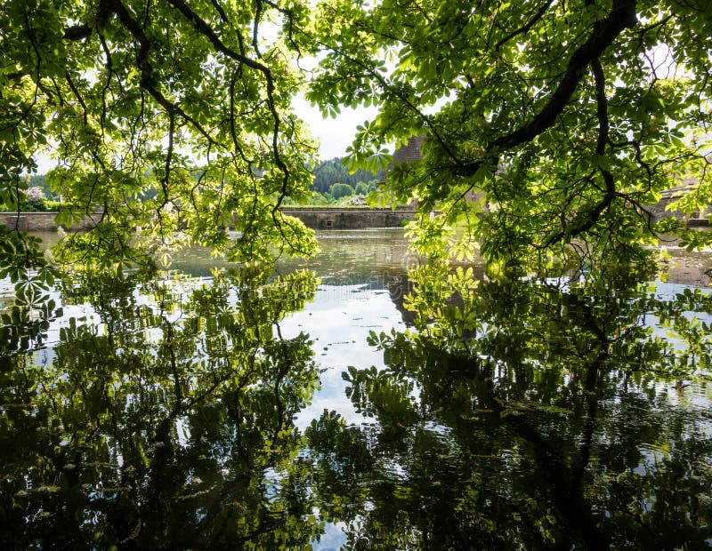 The Branches of a Tree Above Pond Water Stock Image - Image of branch ...