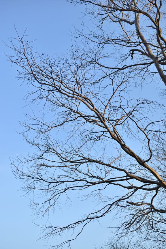 Branches stock photo. Image of blue, tree, branches, trees - 39315658