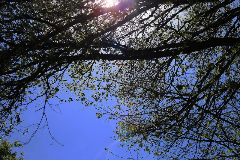 Branches of Tree Against the Sky Stock Photo - Image of branches, flora ...