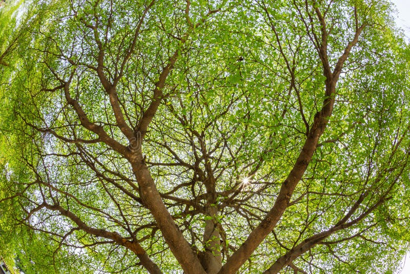 Branches of the Tree Against Sunlight Stock Photo - Image of foliage ...