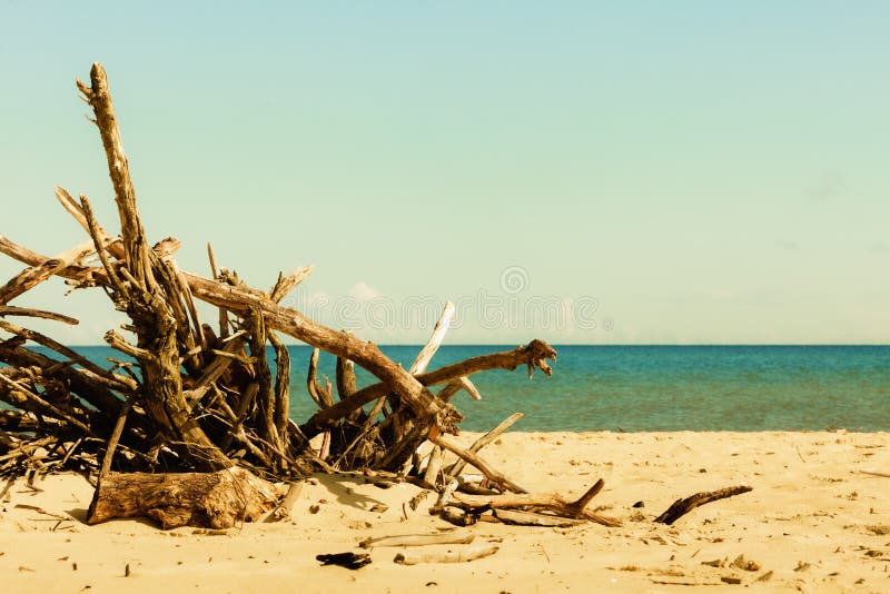 Branches tree on beach stock photo. Image of holiday - 52528208