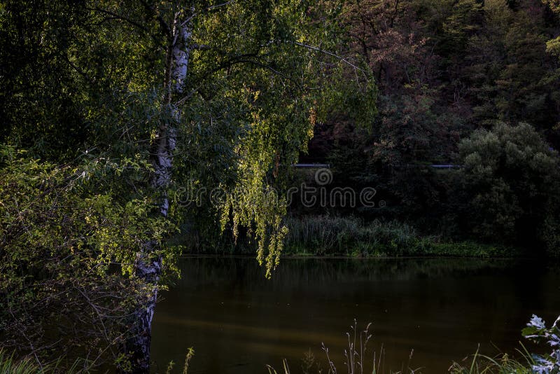 Branches of a Tree Bending Over a River of Sunlit Rays of the Setting ...