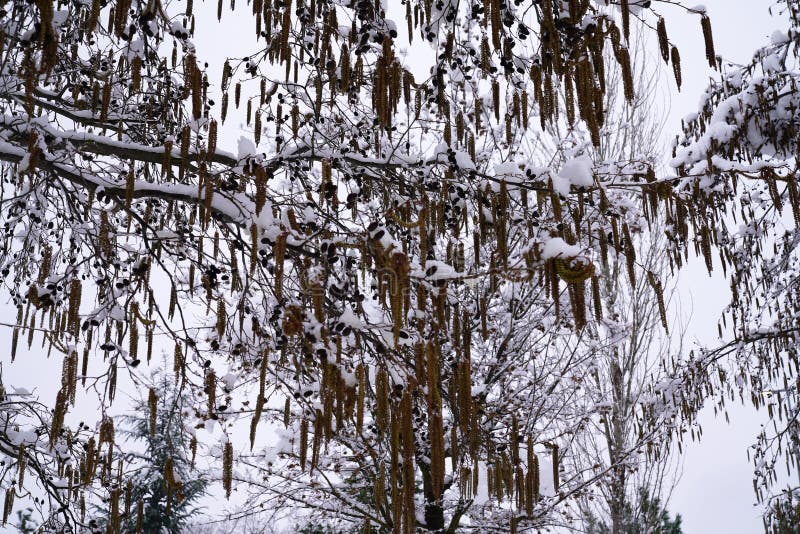 Branches of the Tree Black Alder or Sticky Alder - a Type of Tree of ...