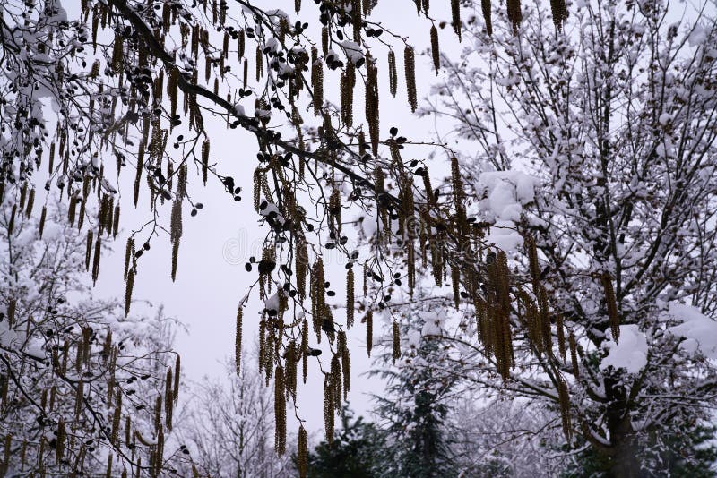 Branches of the Tree Black Alder or Sticky Alder - a Type of Tree of ...