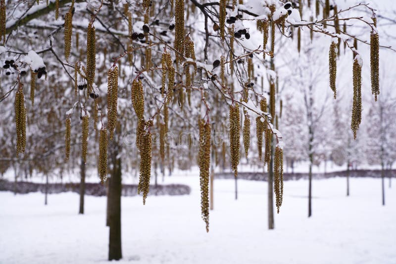 Branches of the Tree Black Alder or Sticky Alder - a Type of Tree of ...