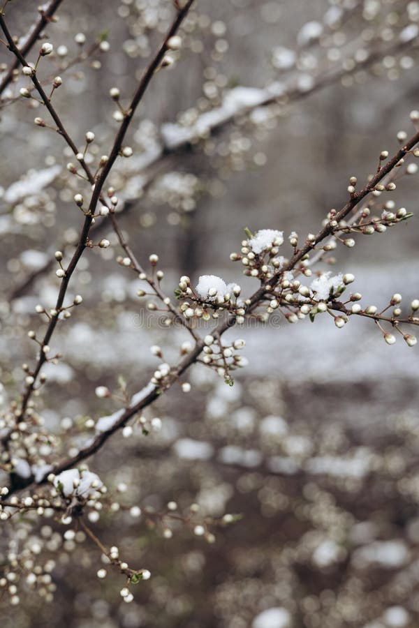 The Branches of a Tree Blooming in Spring are Covered with Snow. Stock ...