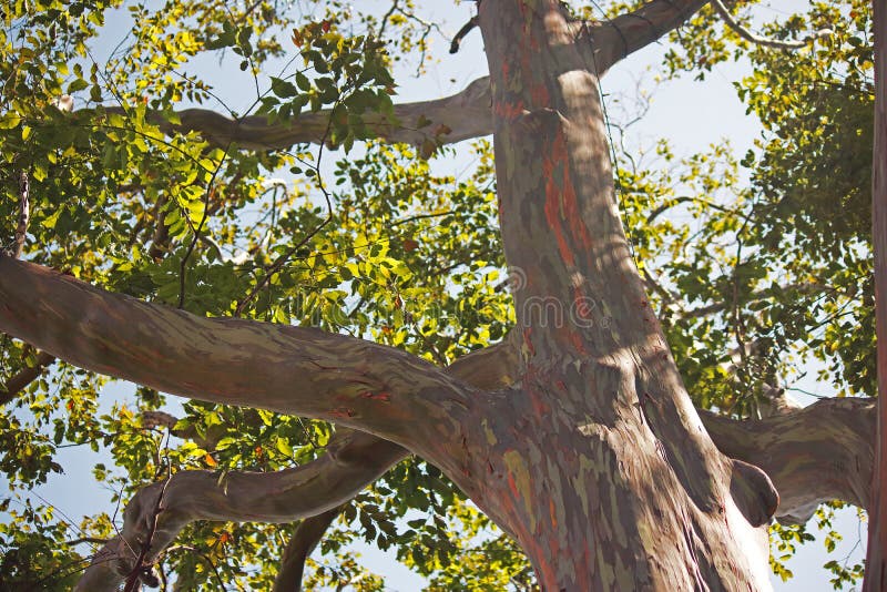BRANCHES of TREE with COLOURED BARK Stock Image - Image of foliage ...