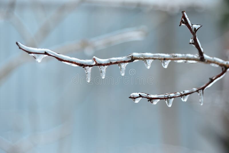 Branches of a Tree Covered with Ice Stock Photo - Image of tree ...