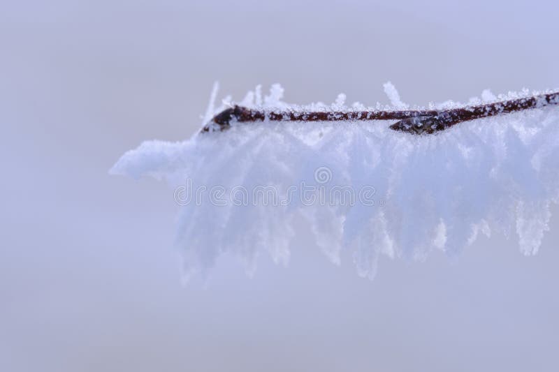 Branches Tree are Covered with Snow Crystals and Frost after Severe ...