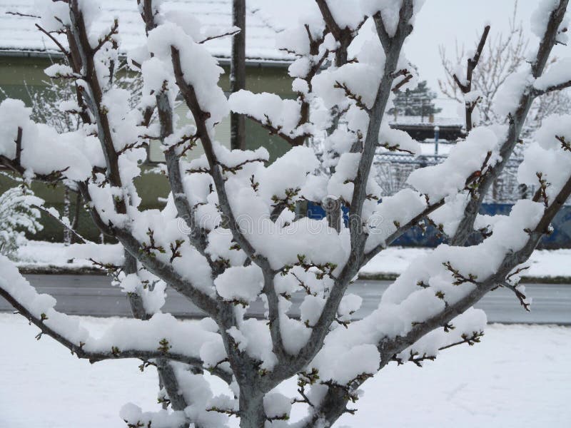 The Branches of the Tree are Covered with a Thick Layer of Snow Stock ...