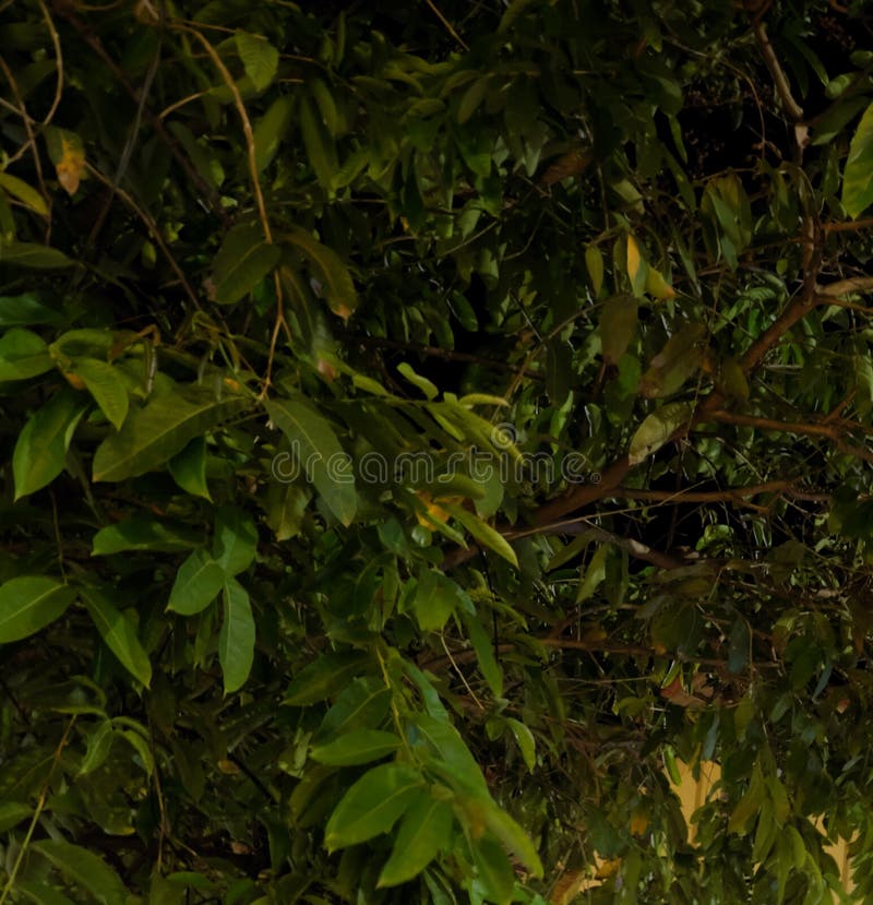 Branches of a Tree with Dense Foliage, Vegetative Background Stock ...