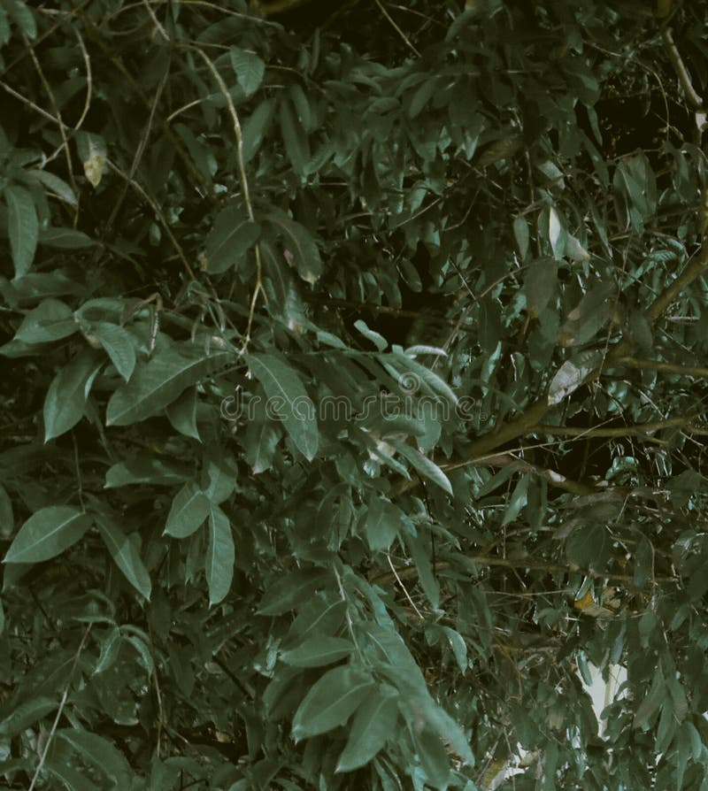 Branches of a Tree with Dense Foliage Stock Photo - Image of tree, leaf ...