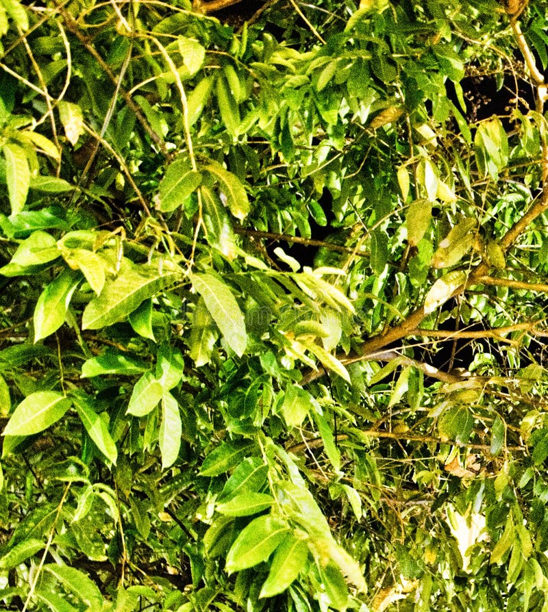 Branches of a Tree with Dense Foliage, Vegetative Background Stock ...