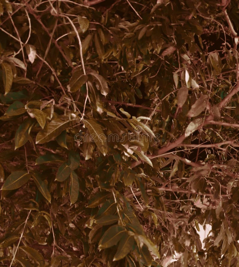 Branches of a Tree with Dense Foliage, Vegetative Background Stock ...