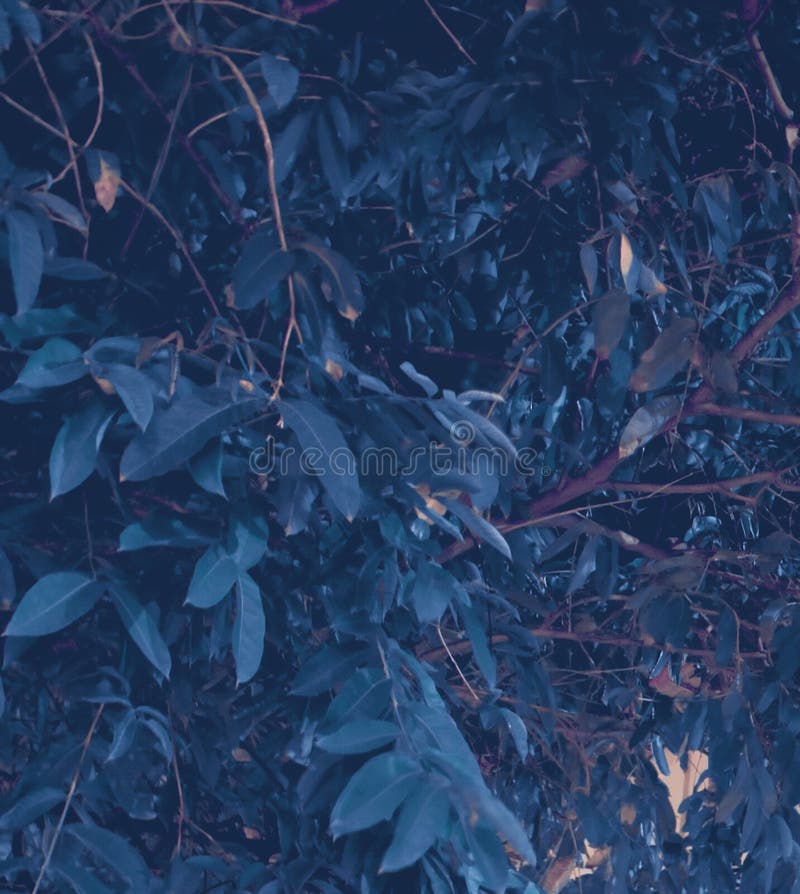 Dense Foliage of a Tropical Tree, Greenery, Vegetation Background, Tree ...