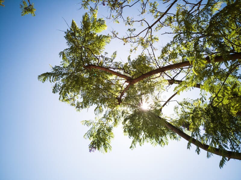 Branches of a Tree in a Directly Below View Stock Image - Image of ...