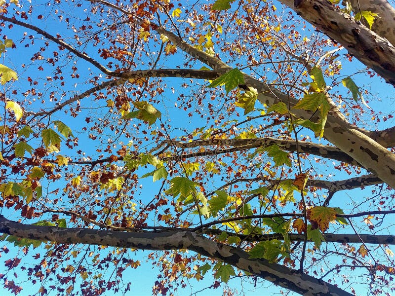 Branches of a Tree with a Few Green Leaves on a Background of a Clear ...