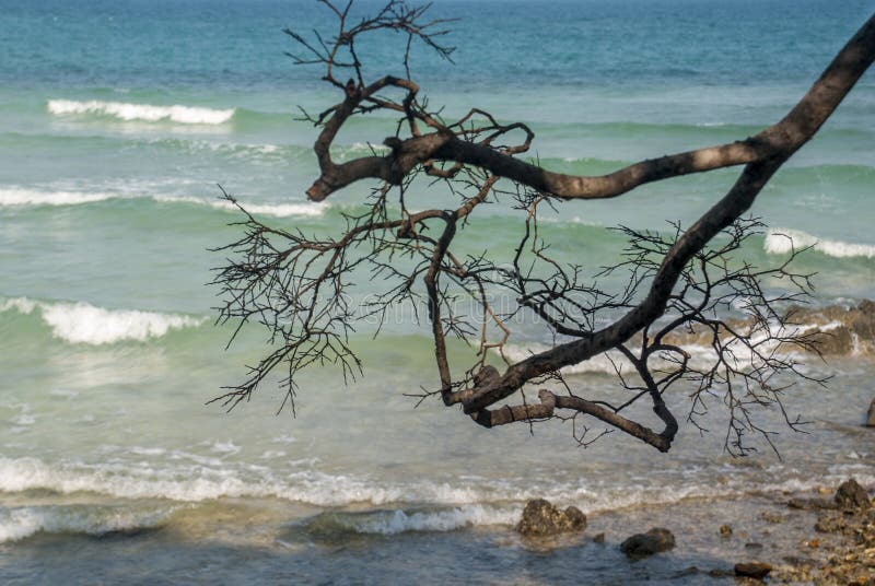 Branches of the Tree Filed Go To the Sea Stock Image - Image of branch ...