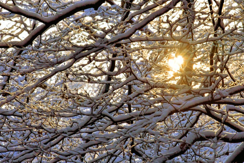 Branches of a Tree in Winter with Snow Sunlight Stock Photo - Image of ...