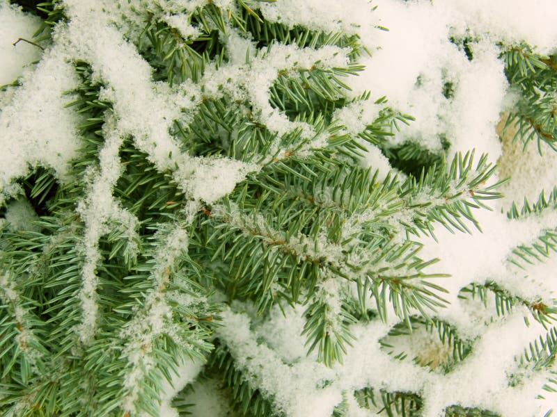 Branches of a Tree a Fur-tree Stock Image - Image of frost, crone: 7289555